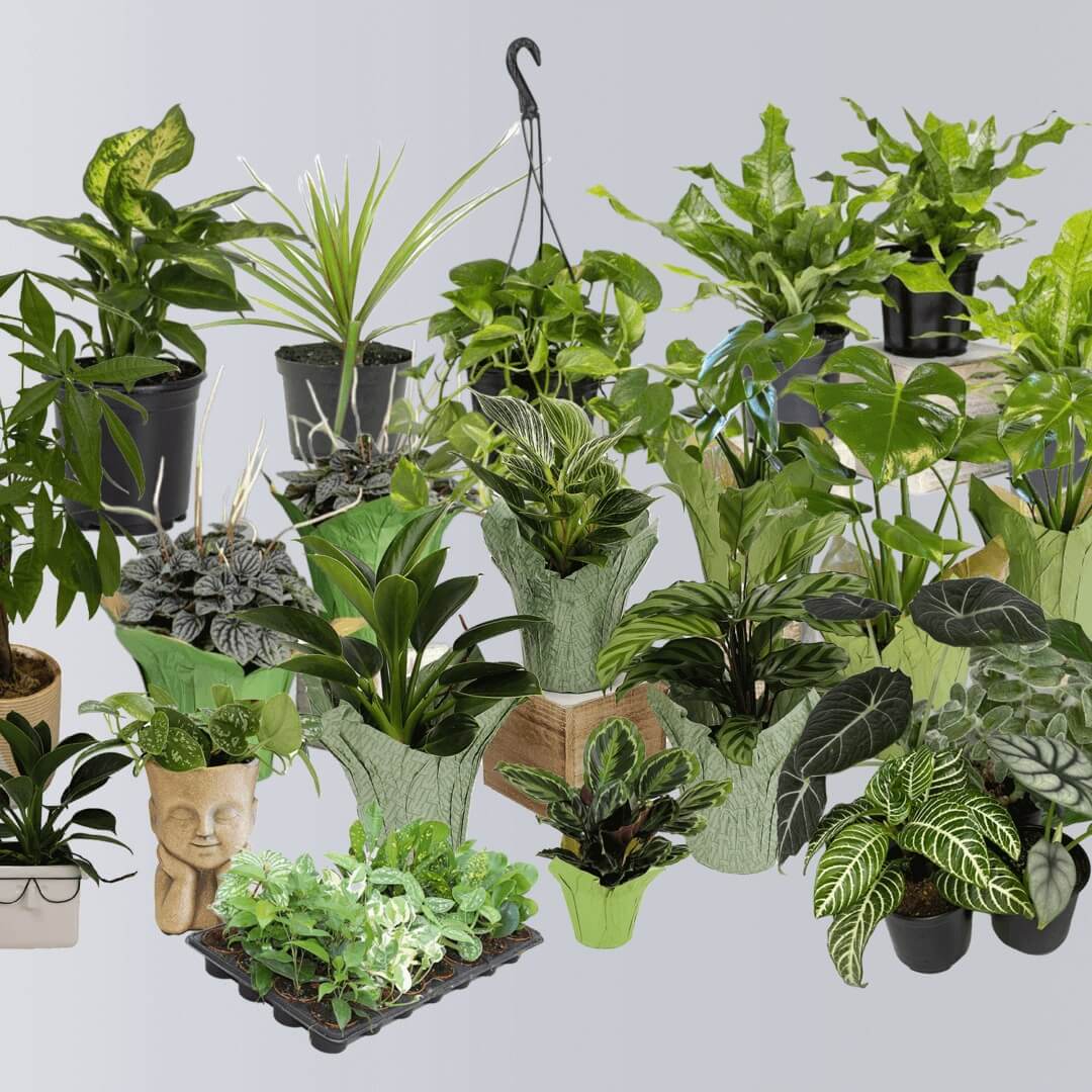 Assorted Foliage Collections - Hill Country Nurseries, Inc.